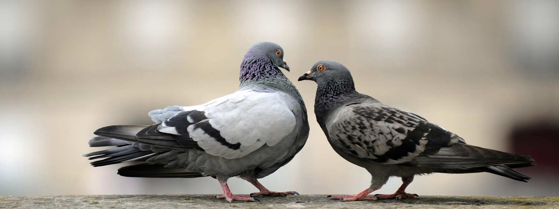 Nettoyage Fiente Pigeons Bergerac Décapage Pulvérisation Produits ...